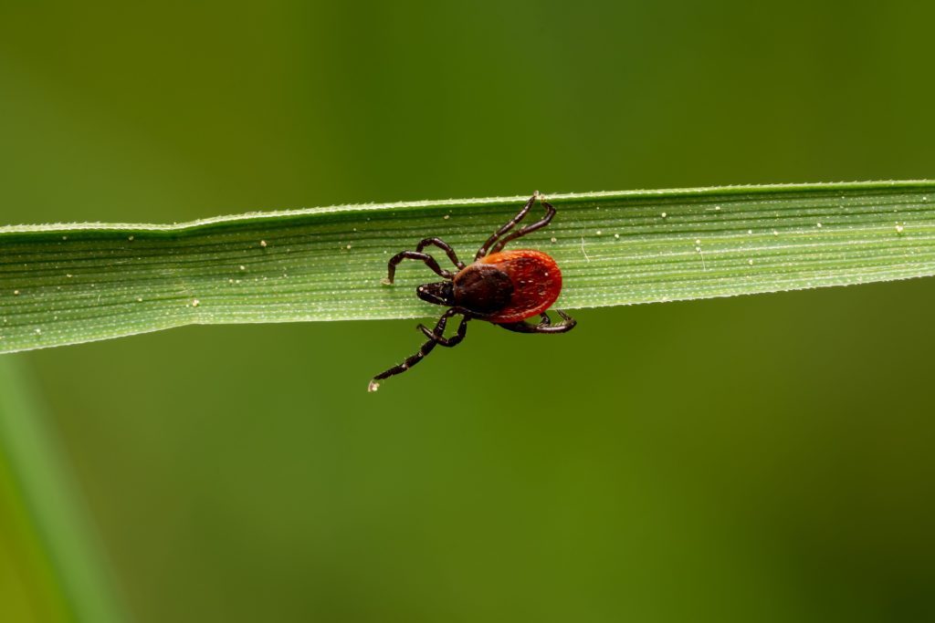Types of Ticks - Camp Lakewood Campground